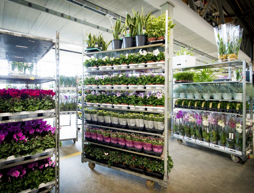 Availability of CC containers and… | Royal FloraHolland