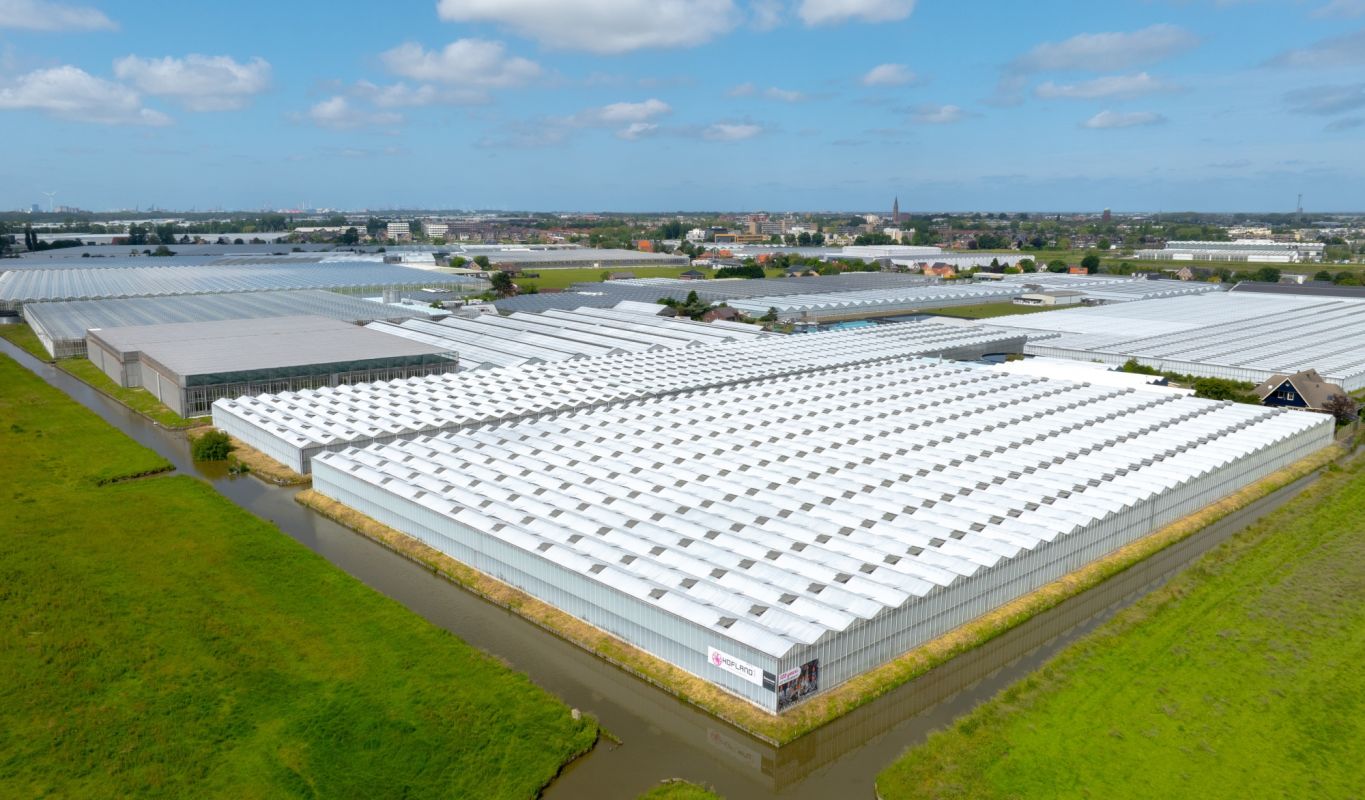 Hofland Flowering Plants: sharing… | Royal FloraHolland