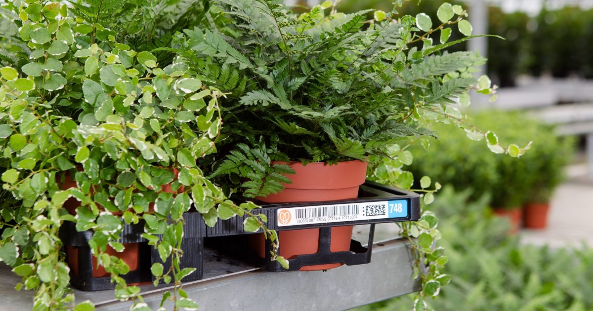 Royal FloraHolland | Volgende fase introductie Euro Plant…