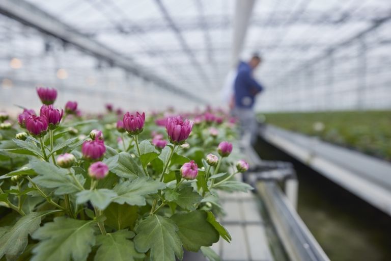 Royal FloraHolland | Home Royal FloraHolland