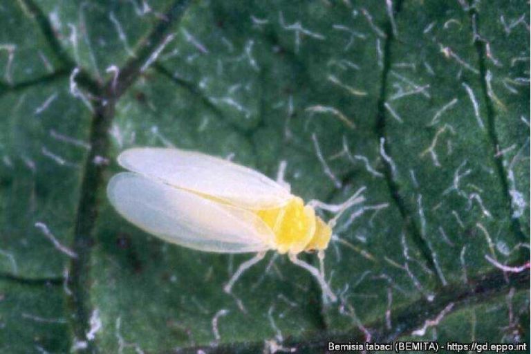 Royal FloraHolland | Home Royal FloraHolland