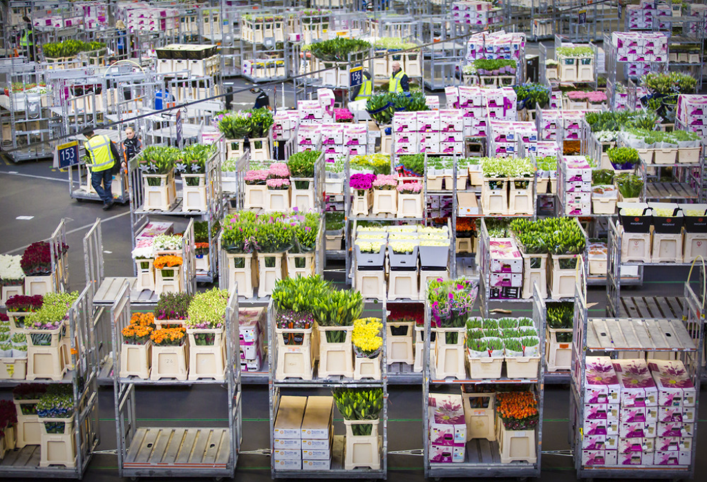 Royal FloraHolland | Peak information