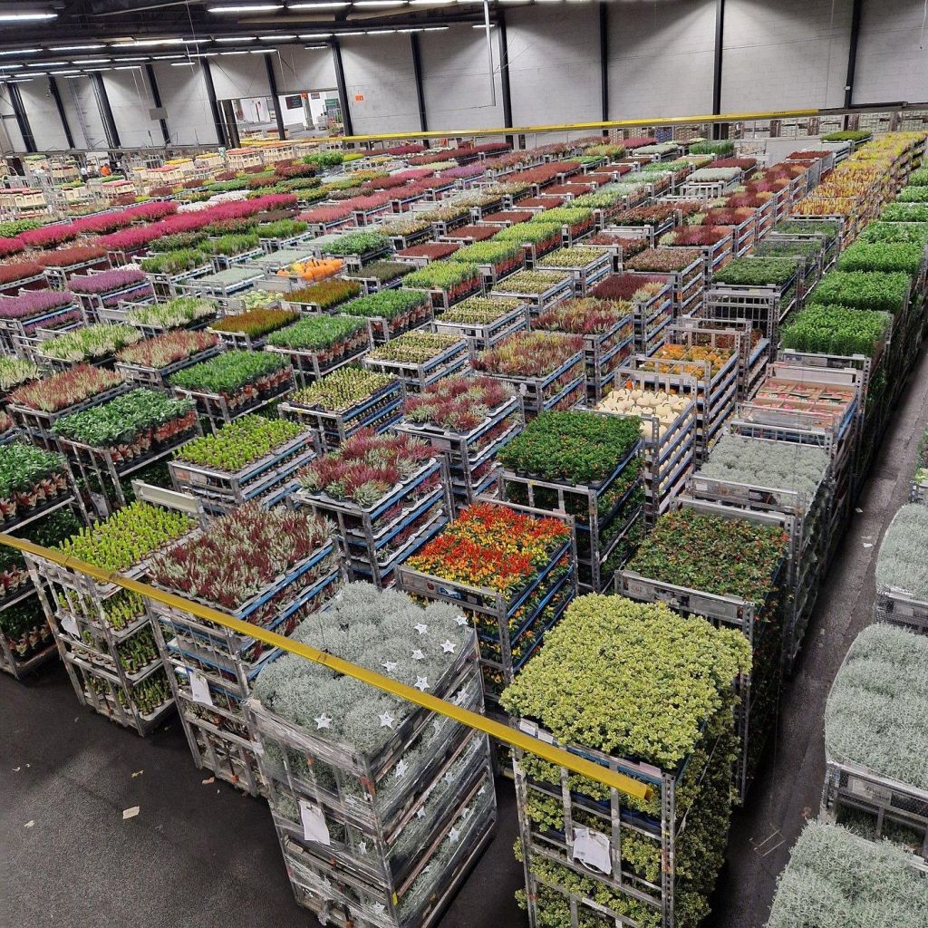 Visit the floriculture marketplace | Royal FloraHolland