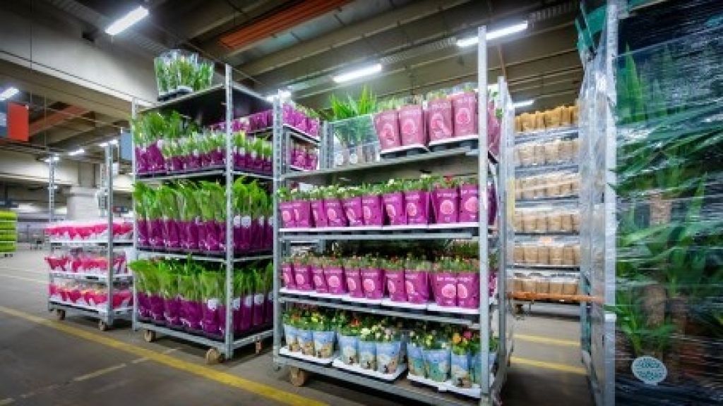Beschikbaarheid CC-containers en platen | Royal FloraHolland